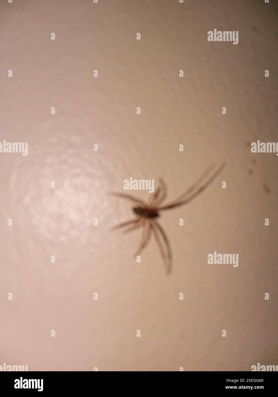 Common House Spider (Parasteatoda tepidariorum), Arachnida, 0 Windsor ...