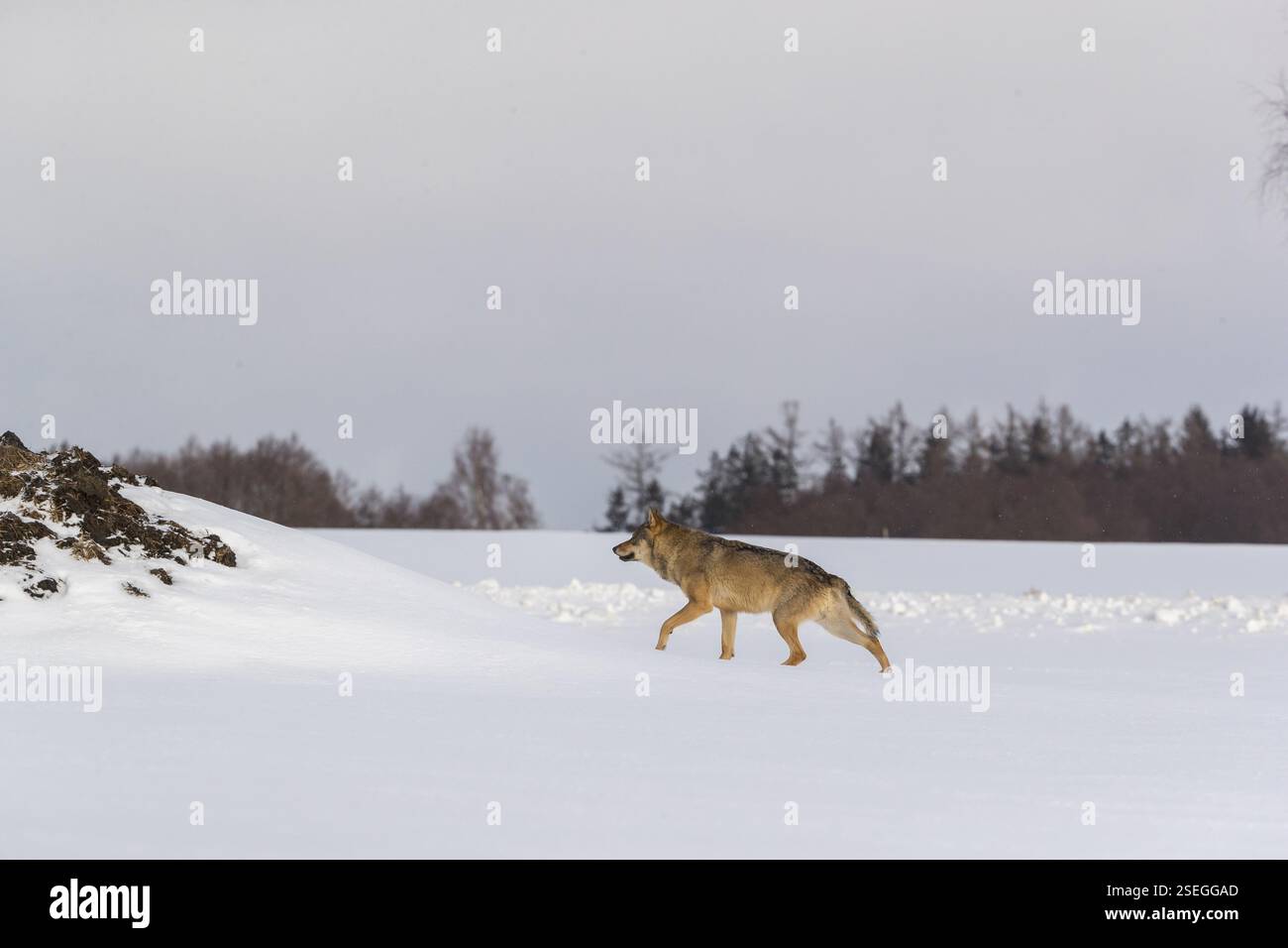 One male eurasian gray wolf (Canis lupus lupus) walking thru deep snow ...