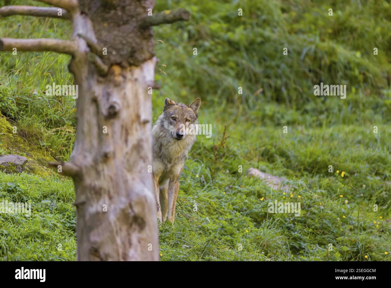 An adult male eurasian gray wolf (Canis lupus lupus) stands on hilly ...