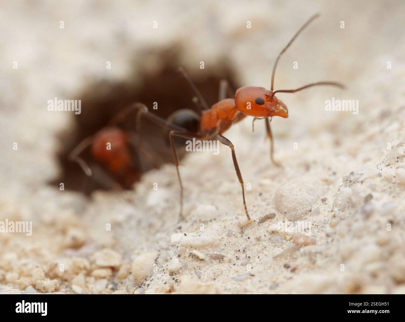 Bicolored Pyramid Ant (Dorymyrmex bicolor), Insecta, La Paz, Baja ...