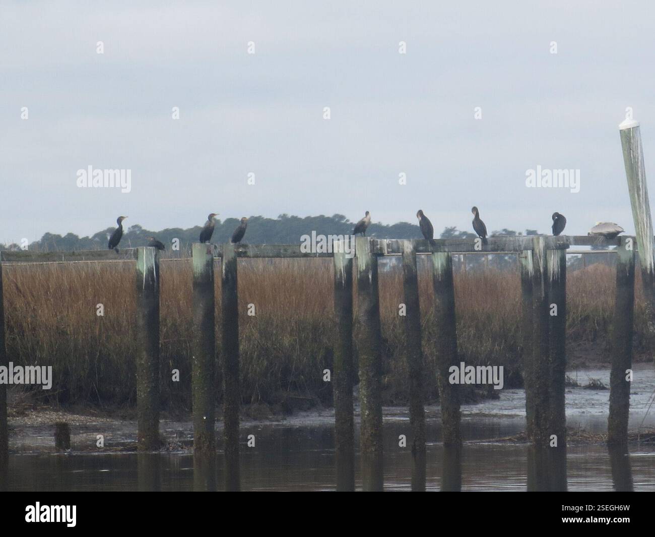 Brown Pelican (Pelecanus occidentalis), Aves, Jasper County, SC, USA, sleeping on the far right ...