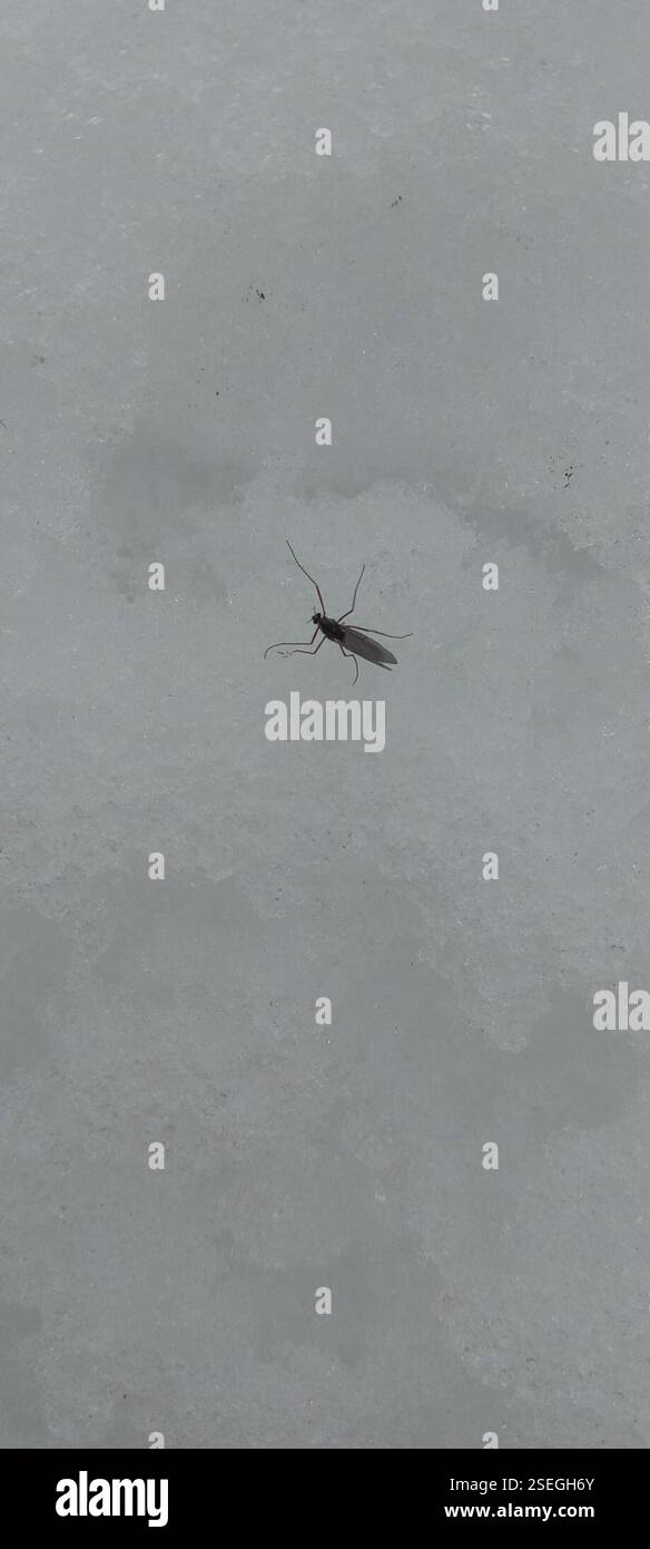 Non-biting Midges (Chironomidae), Insecta, Bridal Veil Falls Stock ...