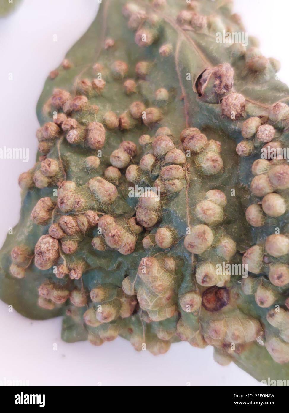 Coral trees (Erythrina), Plantae, Overstrand Local Municipality, South ...