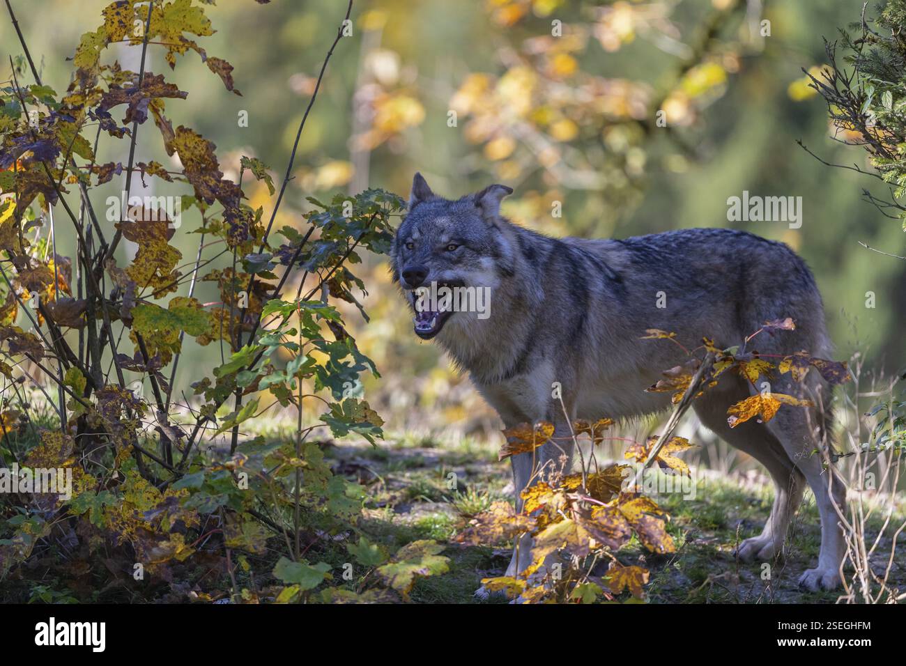 One yawning eurasian gray wolf (Canis lupus lupus) standing on a small ...