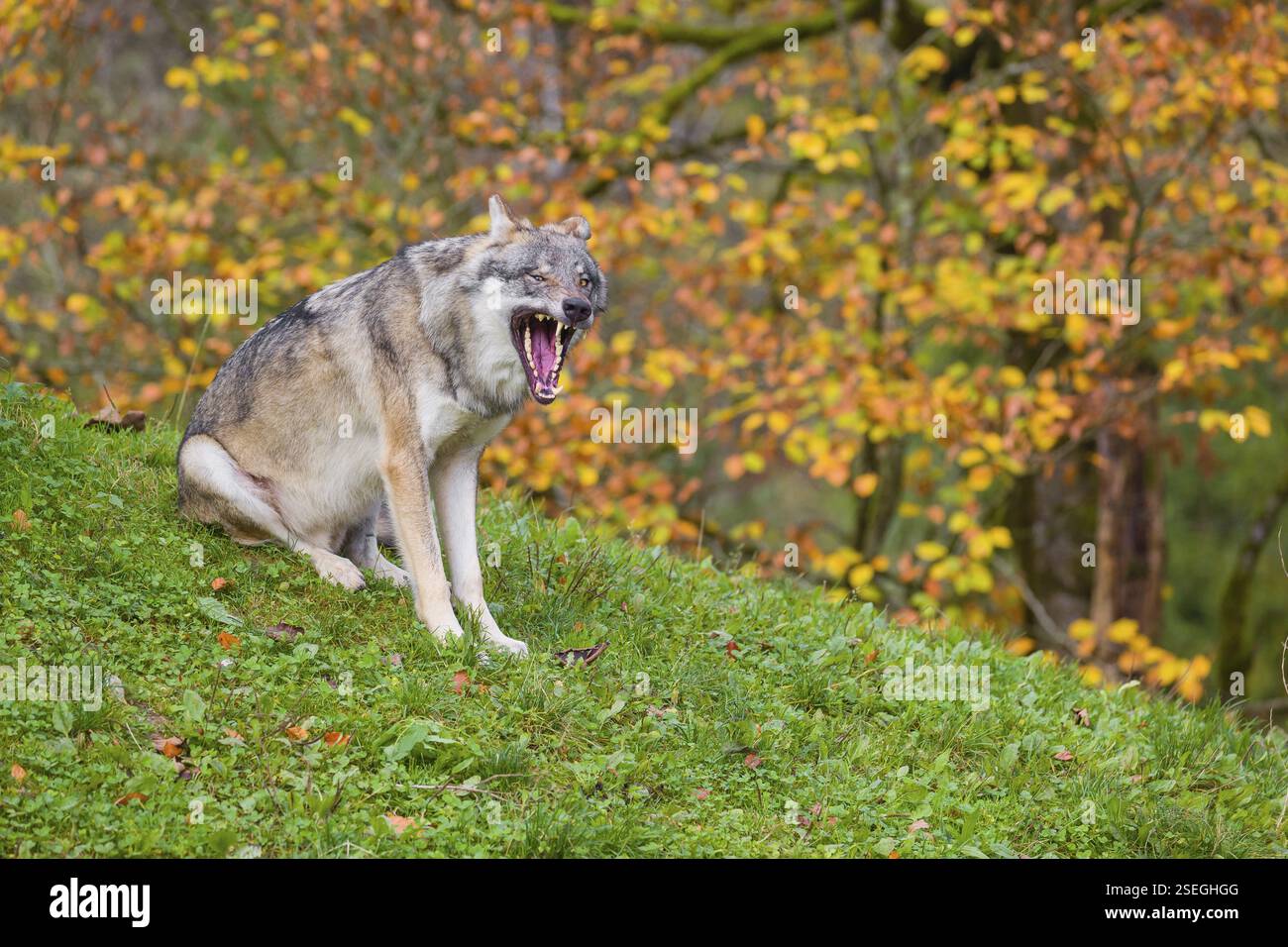 An adult male eurasian gray wolf (Canis lupus lupus) sits on a green ...