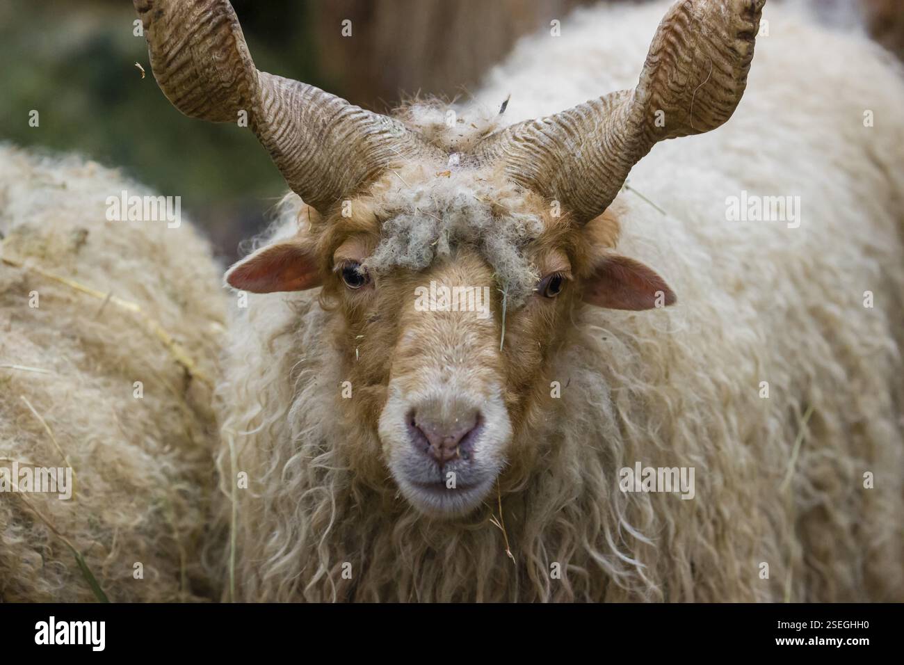 Portrait of a white Racka or Hortobagy Racka Sheep (Ovis aries ...