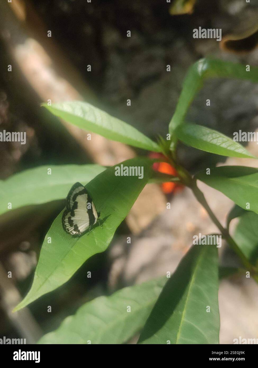 Straight Pierrot (Caleta roxus), Insecta, Hpa-An Stock Photo - Alamy