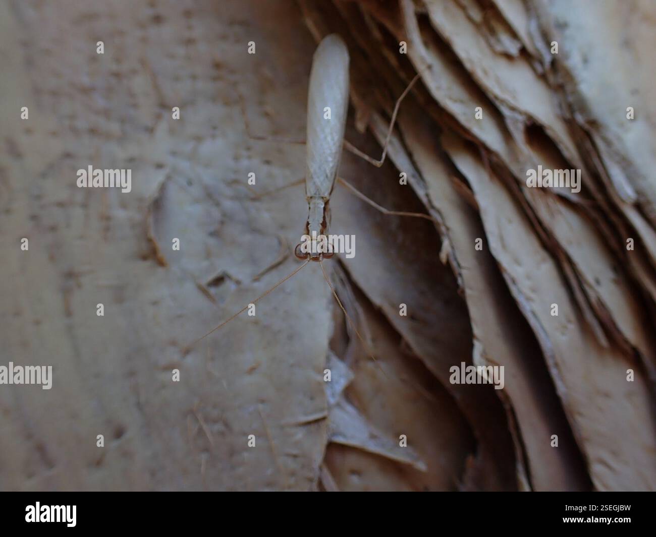 (Fulciniinae), Insecta, Cooktown QLD 4895, Australia Stock Photo - Alamy