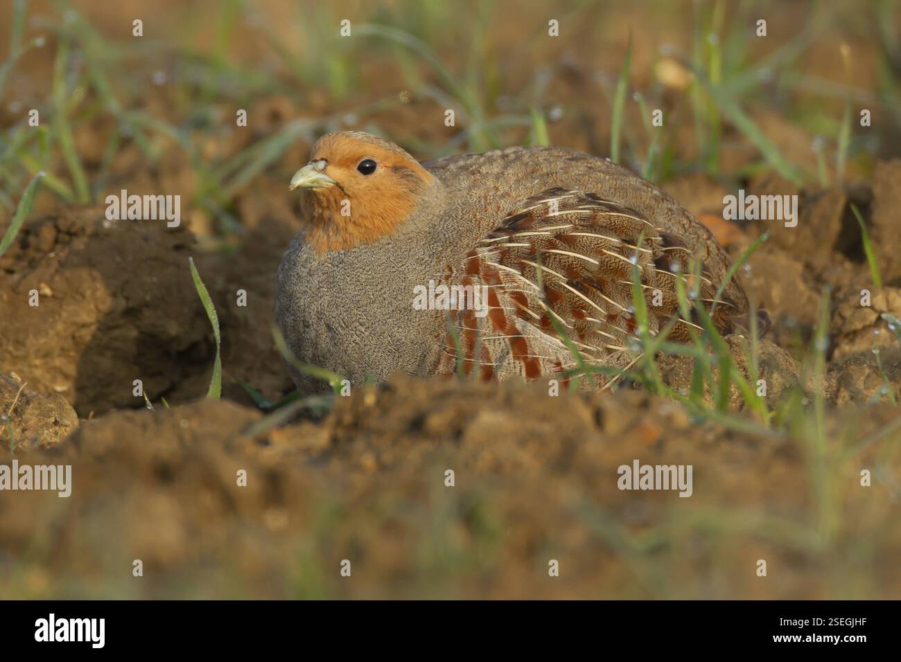 Grey or Hungarian or English partridge (Perdix perdix) adult bird in a ...
