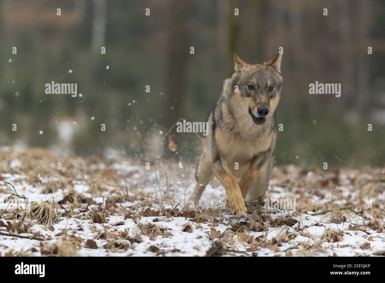 Gray wolf dead hi-res stock photography and images - Alamy