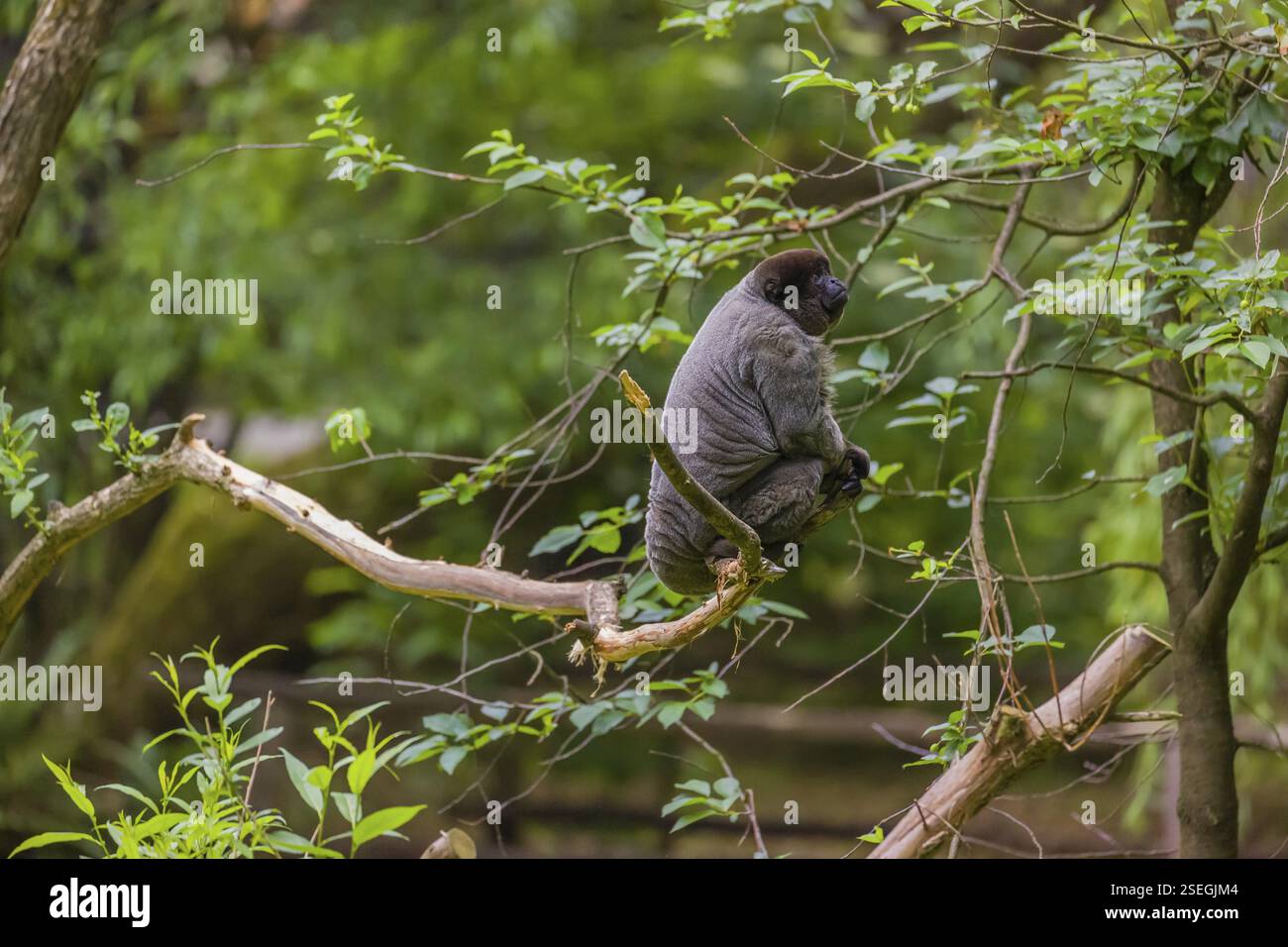 A common woolly monkey, brown woolly monkey, or Humboldt's woolly ...