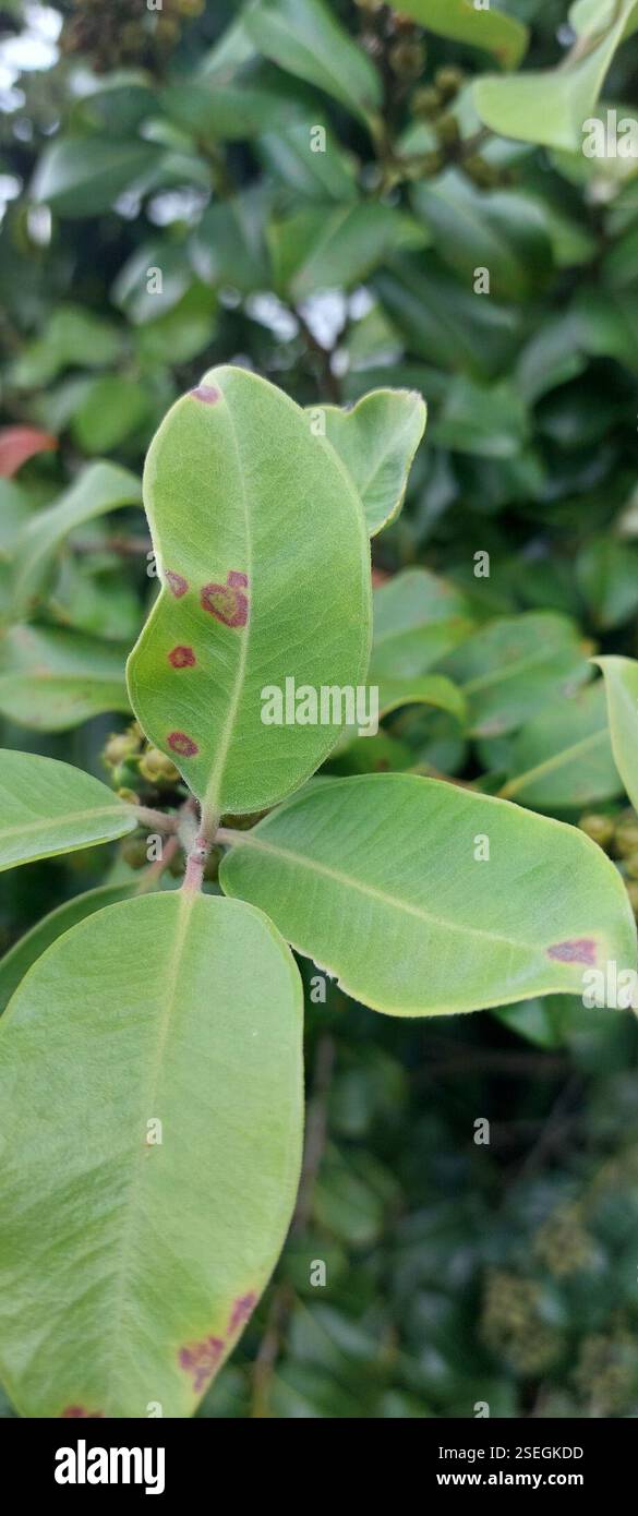 Myrtle Rust (Austropuccinia psidii), Fungi, Auckland, Mt Albert, Leone ...
