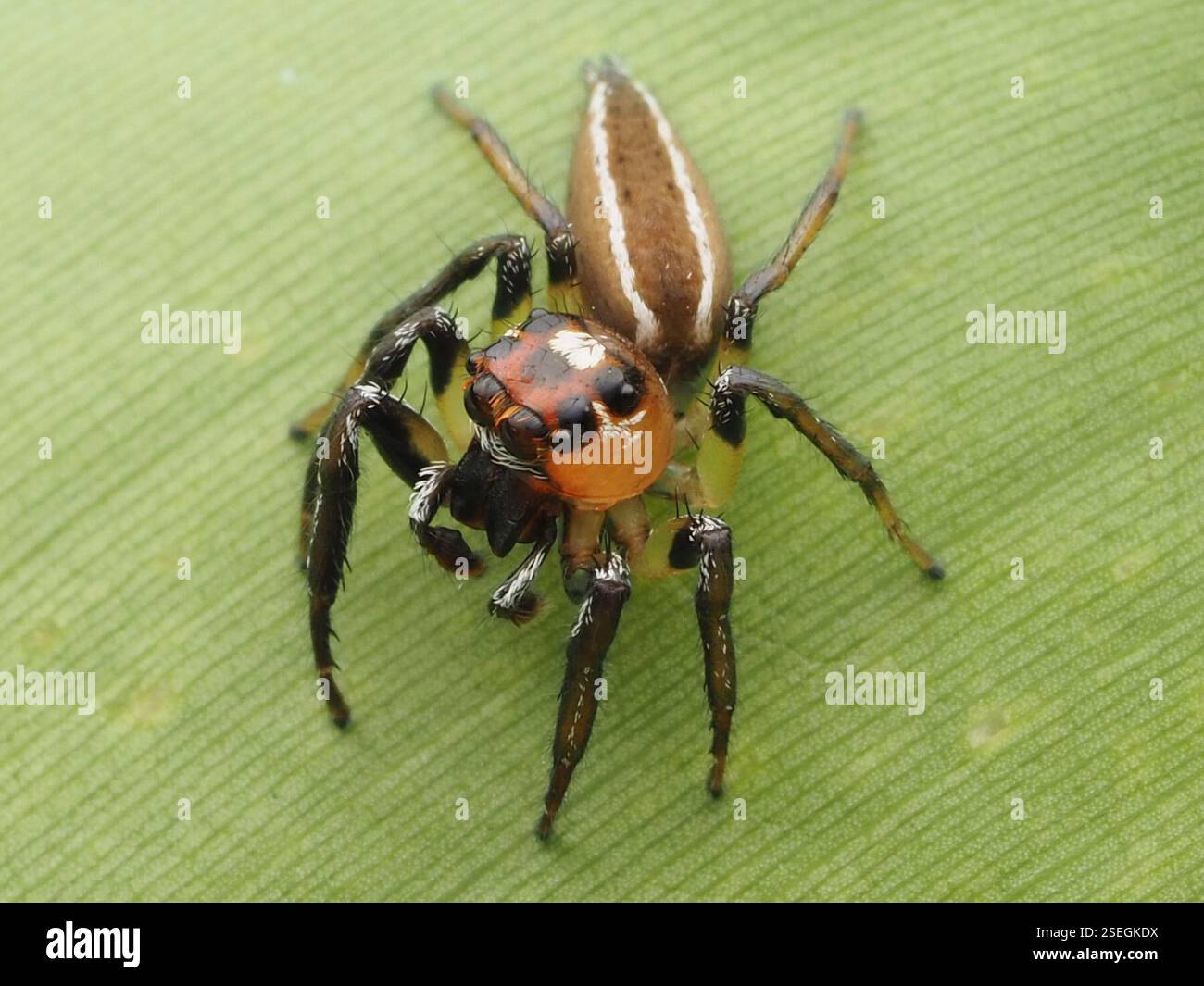 (Colonus), Arachnida, Bullet Tree Falls, Belize, H09 Stock Photo - Alamy