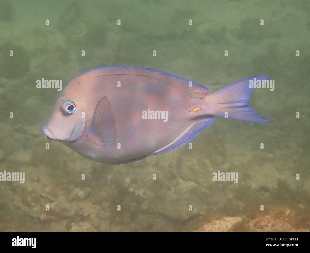 Atlantic Blue Tang (Acanthurus coeruleus), Actinopterygii, Half Moon ...