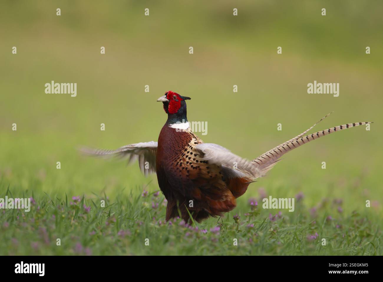 Common or Ringed-necked pheasant (Phasianus colchicus) adult male bird ...