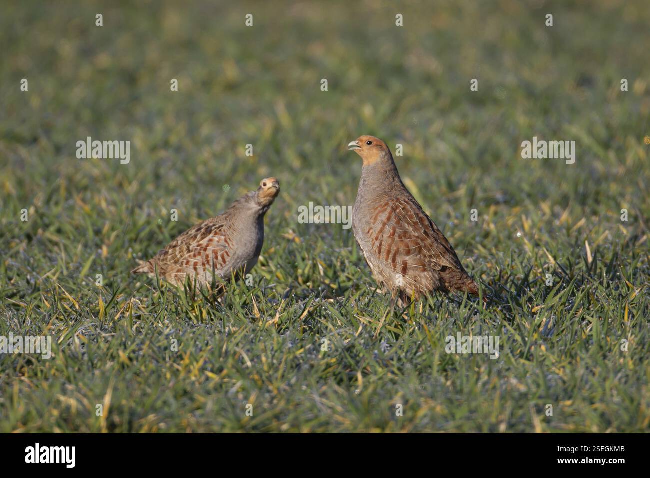 Grey or Hungarian or English partridge (Perdix perdix) two adult birds ...