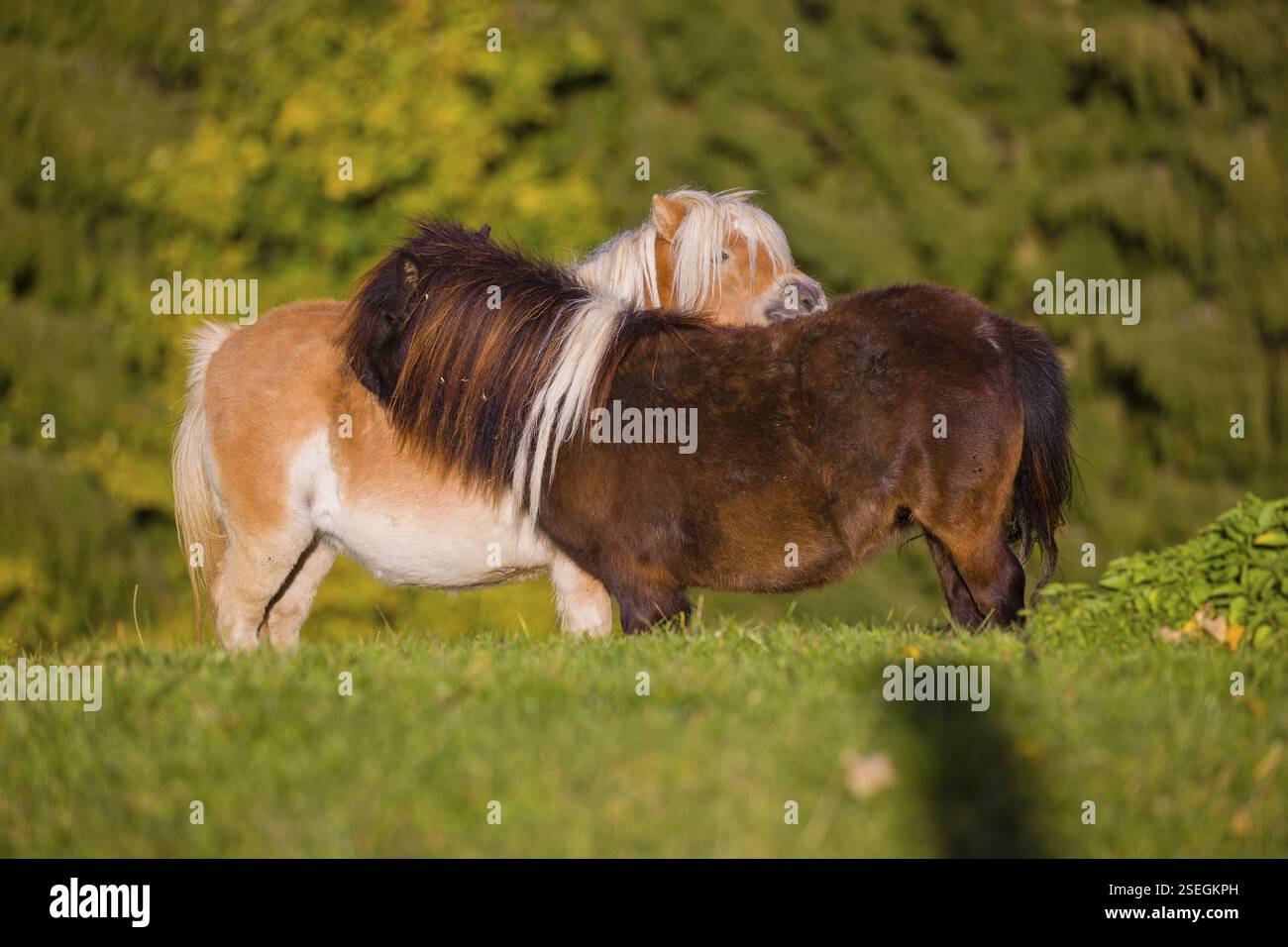 Falabella mare and stallion groom each other. The Falabella (Equus ...