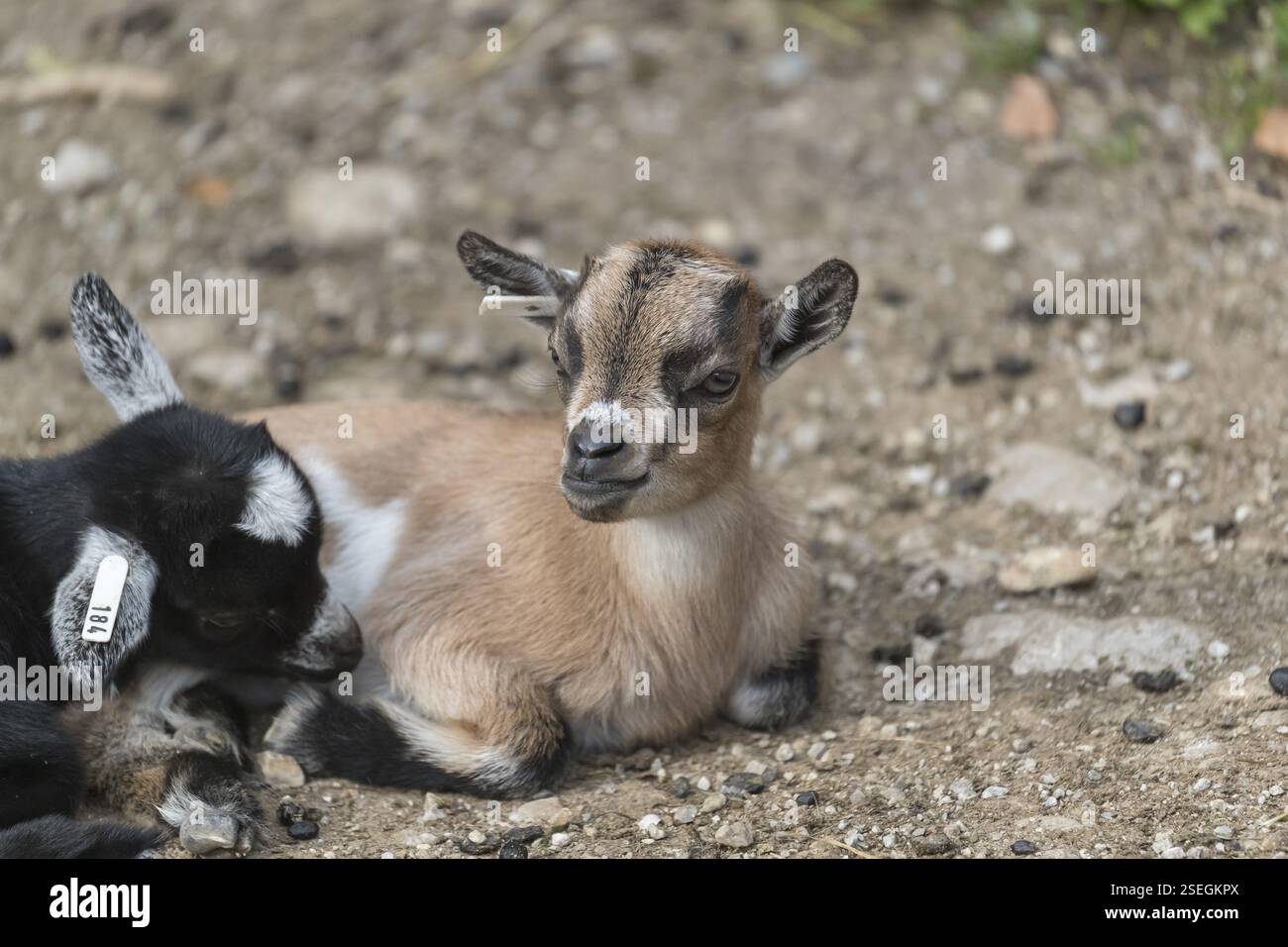 Baby goat breeds hi-res stock photography and images - Alamy