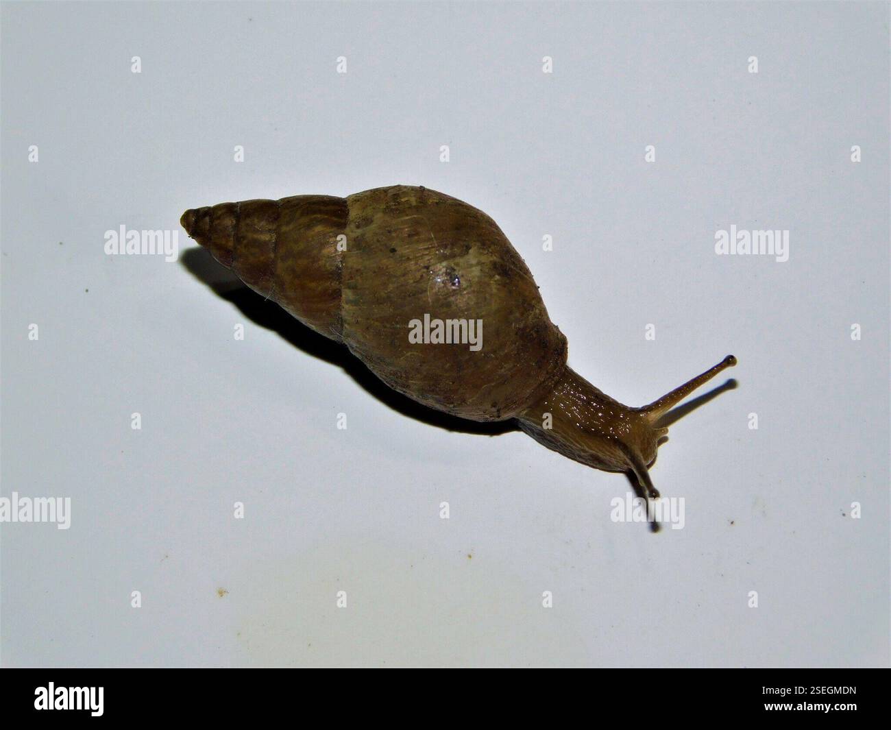 Ghost Bulimulus (Bulimulus bonariensis), Mollusca, 55100 Bella Unión ...