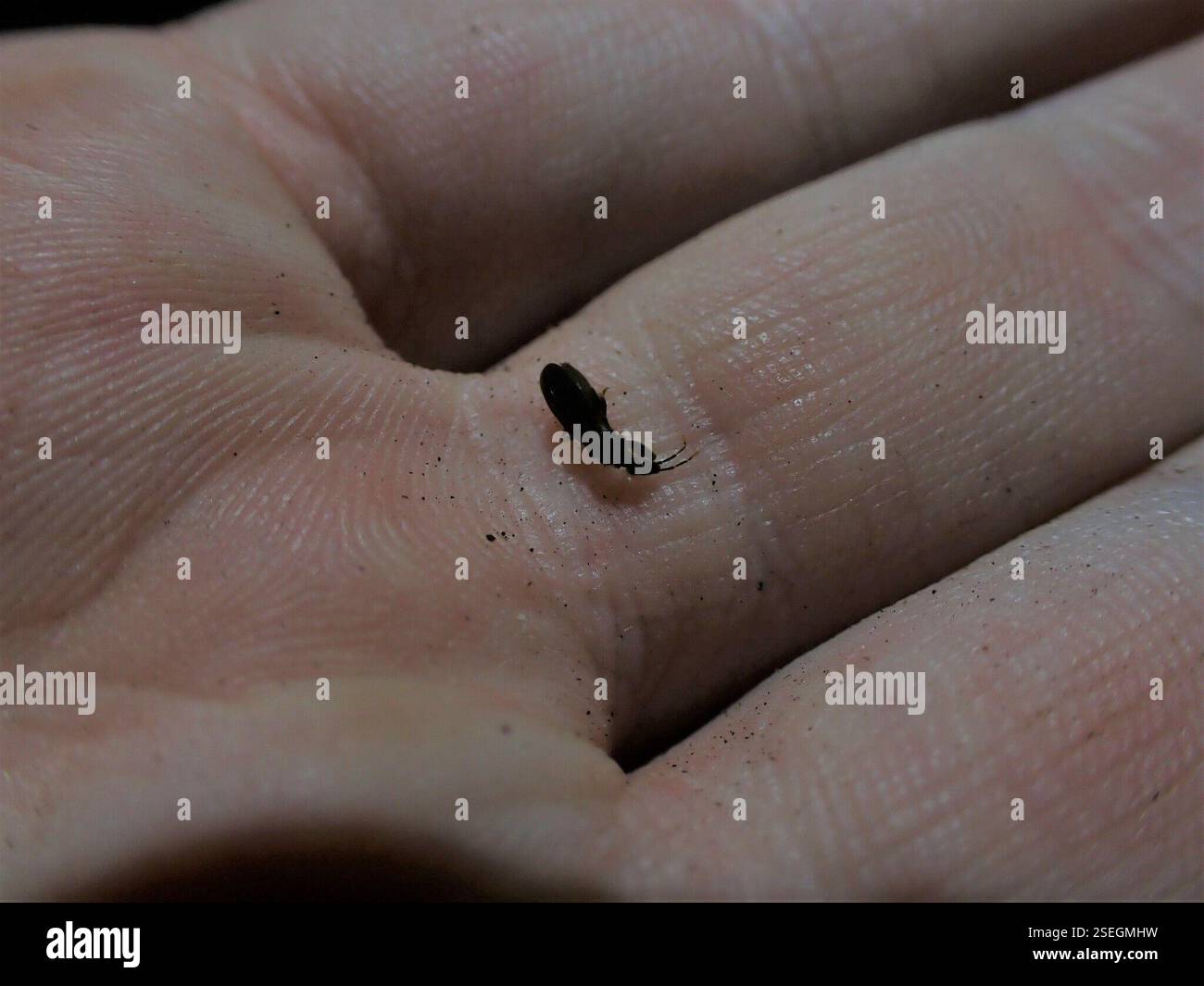 Assassin Bugs (Reduviidae), Insecta, Wongabel QLD 4883, Australia Stock ...