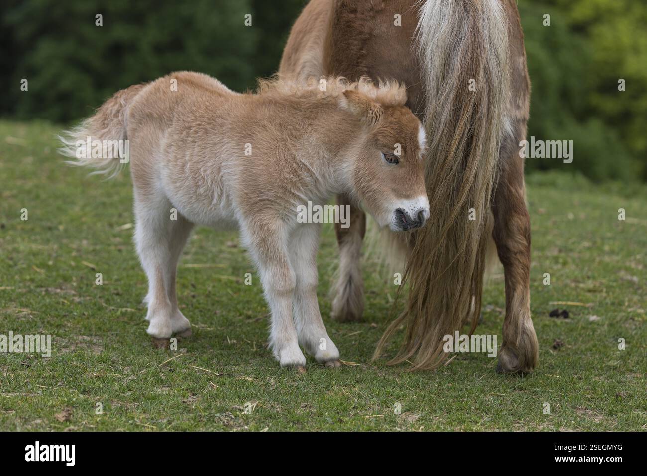 Falabella mare and foal, The Falabella (Equus ferus caballus) is the ...