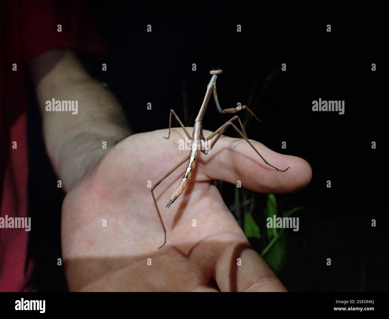 Australian Stick Mantis (Archimantis latistyla), Insecta, Cooktown QLD ...