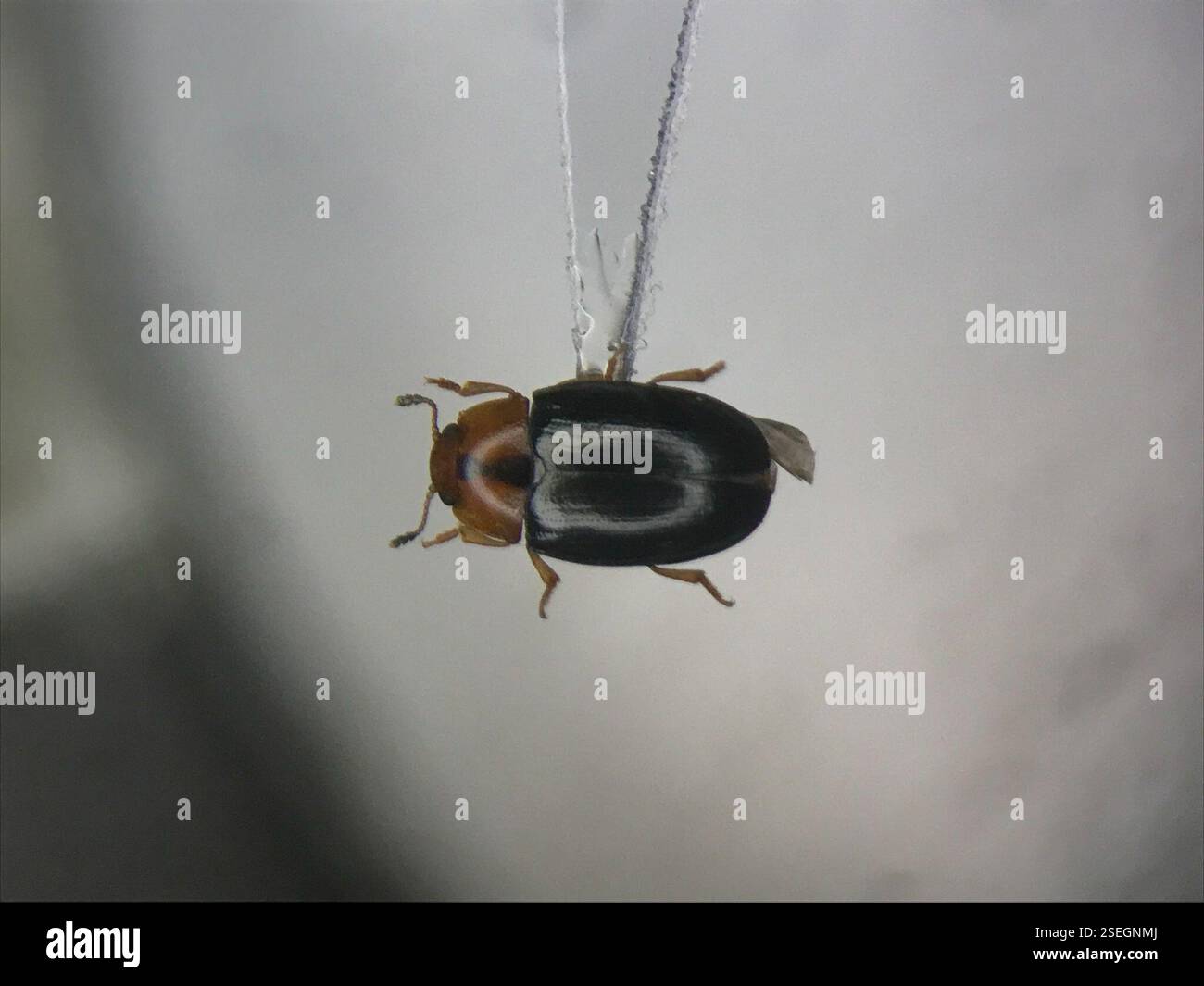 (Triplax dissimulator), Insecta, Côte-Nord, QC, Canada Stock Photo - Alamy