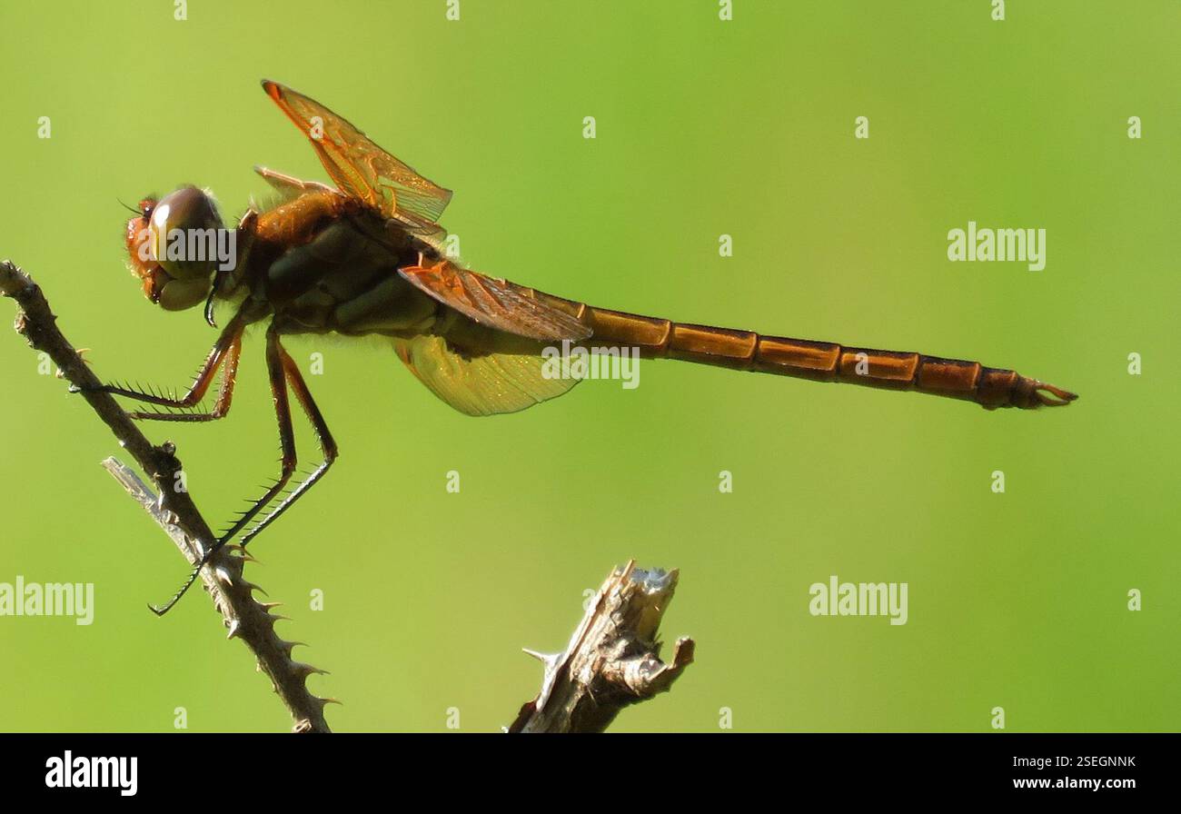 Golden-winged Skimmer (Libellula auripennis), Insecta, Texas, US Stock ...
