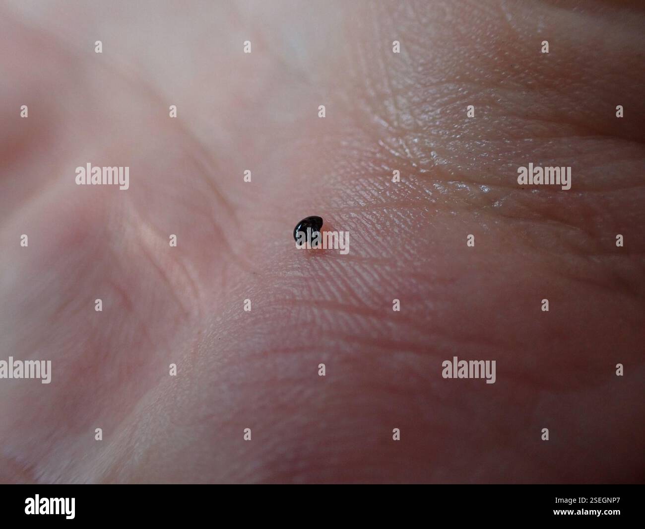 (Trigonopterus), Insecta, Cooktown QLD 4895, Australia Stock Photo - Alamy