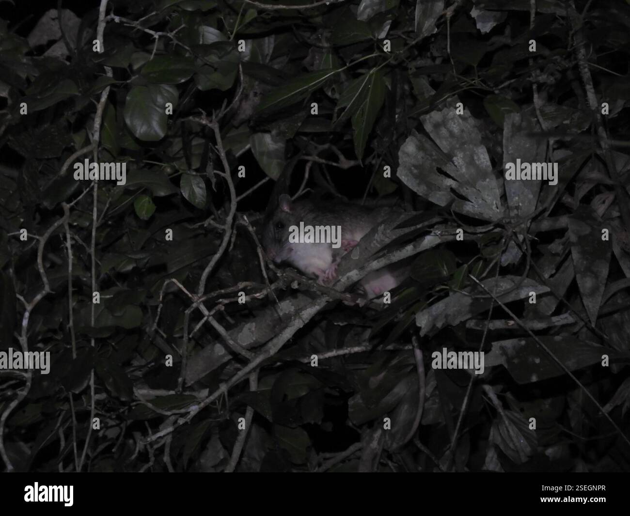 White-tailed Giant Rat (Uromys caudimaculatus), Mammalia, Fig Tree Road ...
