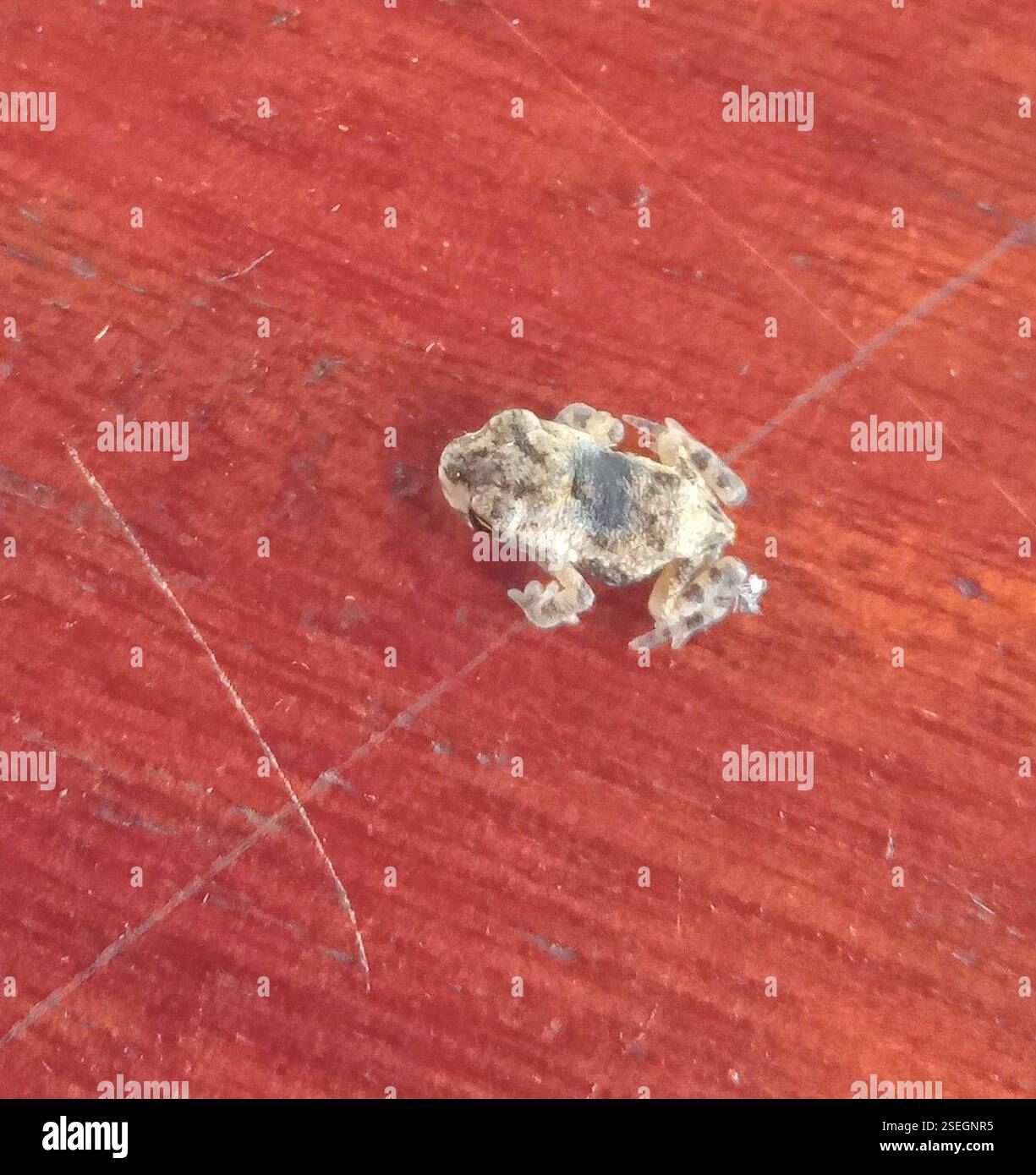 Beaked Toads (Rhinella), Amphibia, Belo Oriente, BR-MG, BR Stock Photo ...