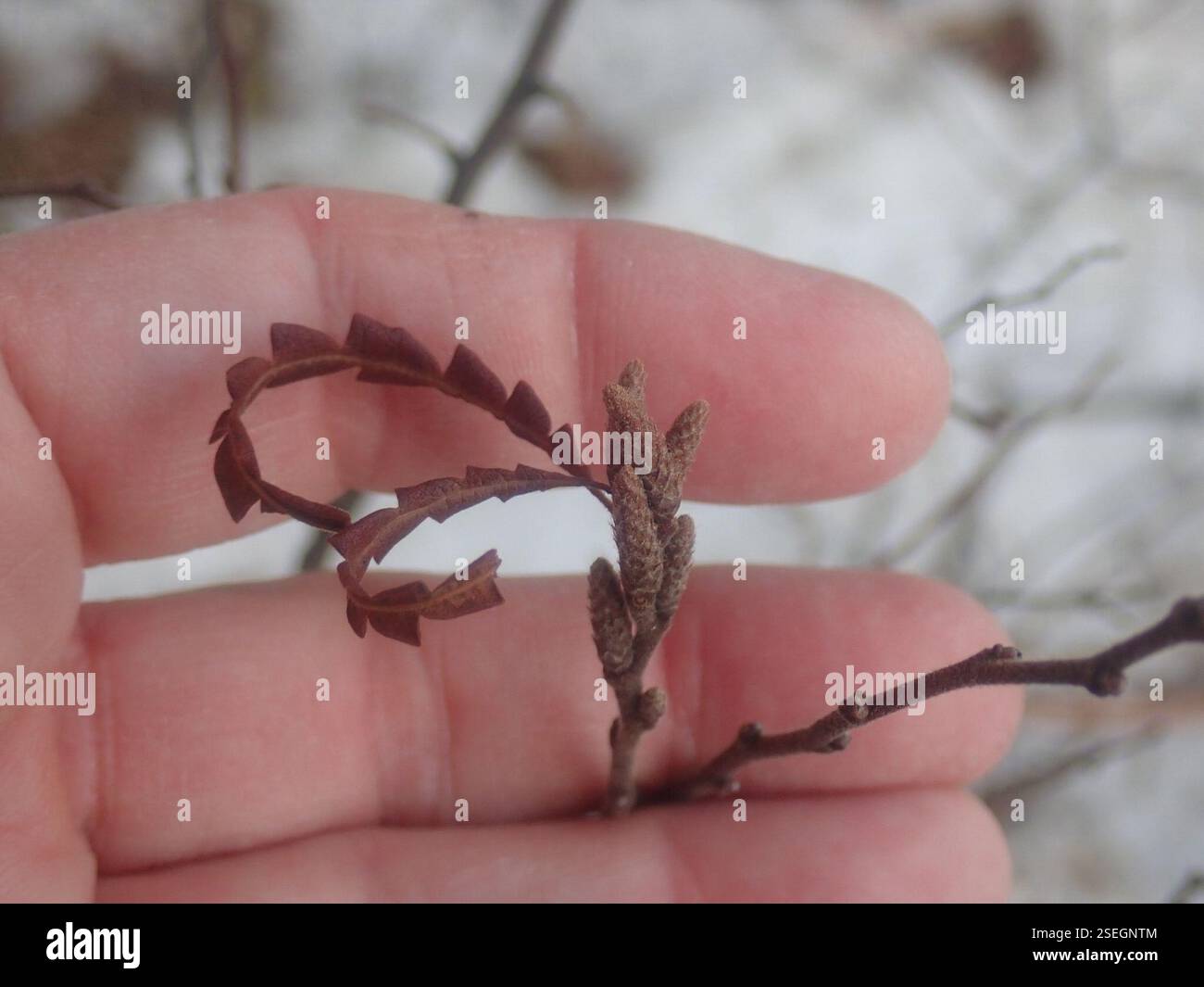 sweetfern (Comptonia peregrina), Plantae, Worcester, Massachusetts ...