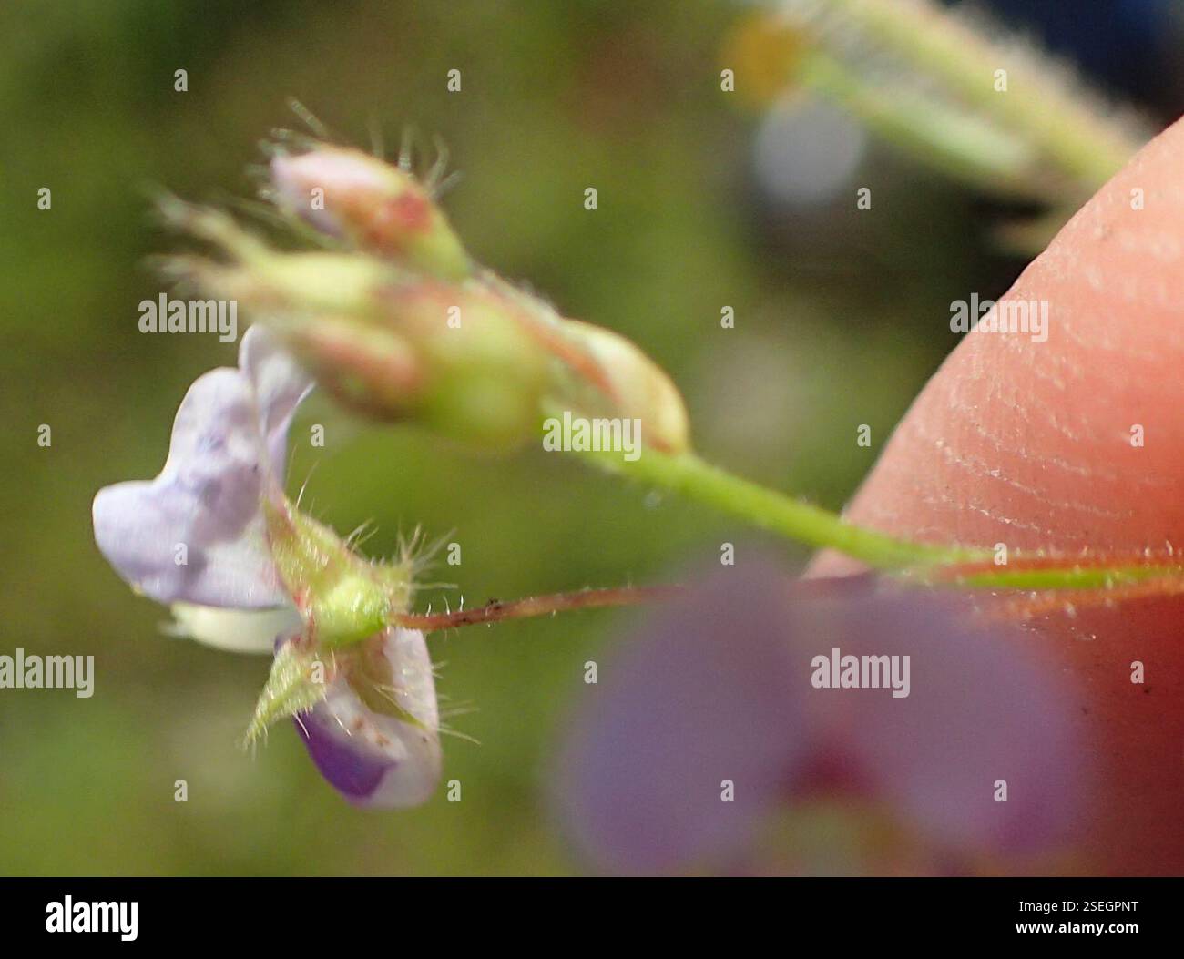 (Grona setigera), Plantae, Mgangeni, Maphephetha, South Africa, Bearing ...