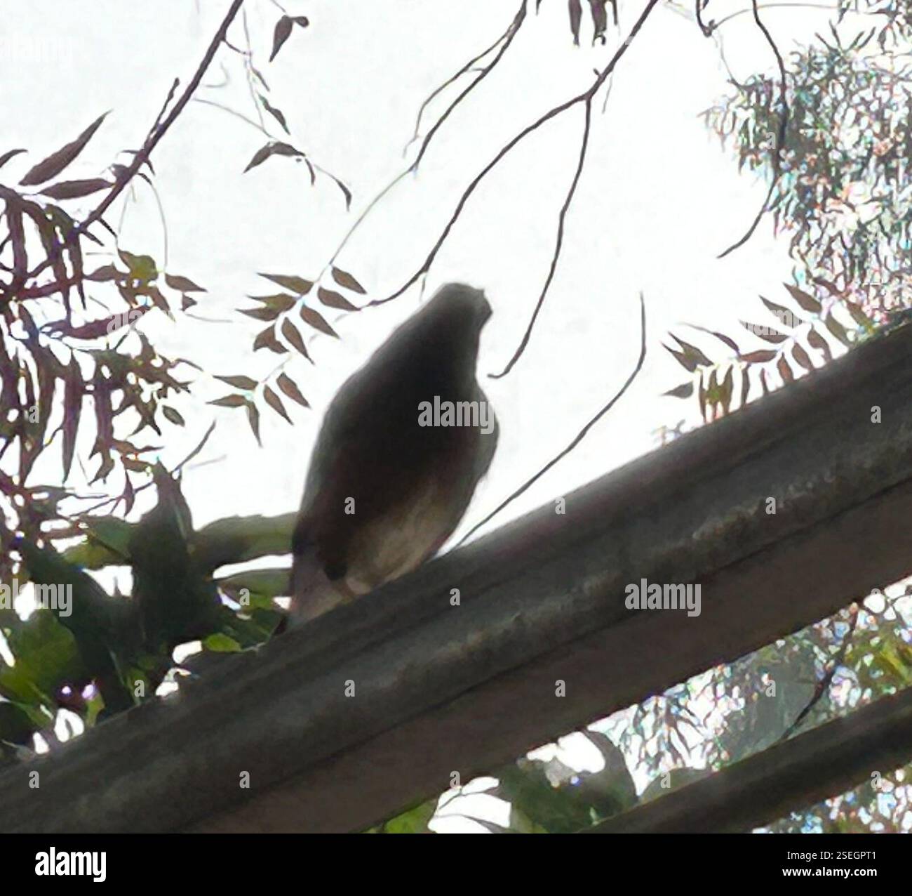 Common Myna (Acridotheres tristis), Aves, Kazi Nazrul Islam Avenue ...