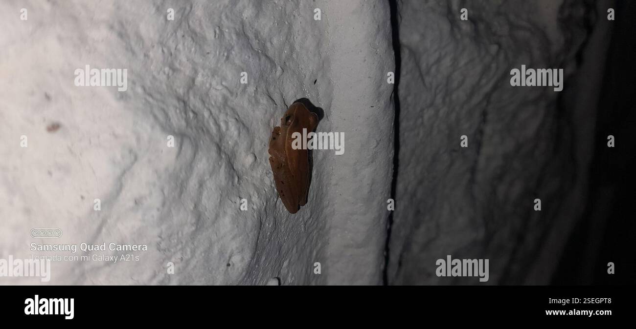 Yellow Tree Frog (Dendropsophus microcephalus), Amphibia, 9PVQ+H3W ...