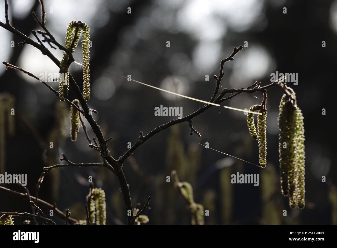Hazelnut tree hi-res stock photography and images - Alamy