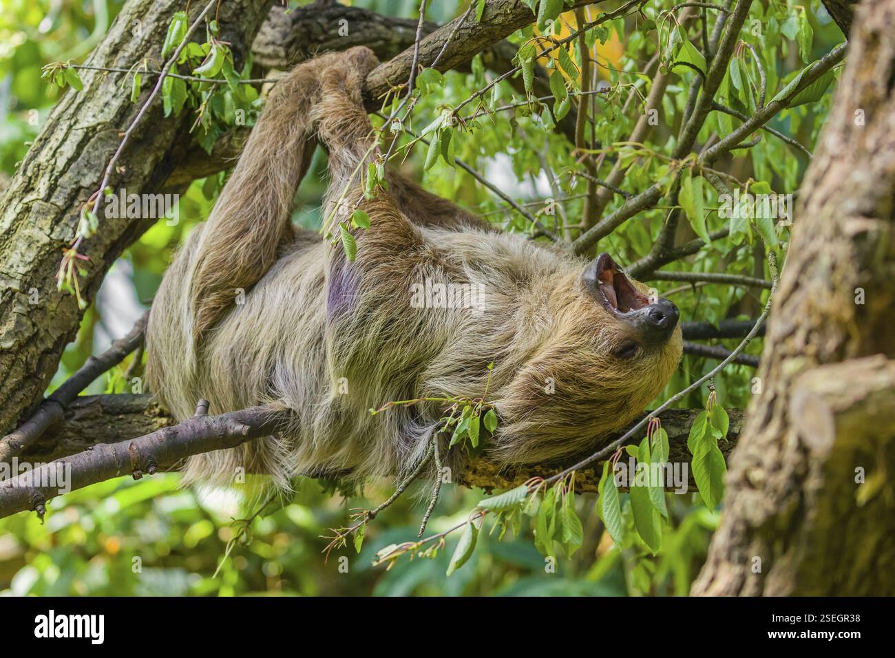 A Linnaeus's two-toed sloth (Choloepus didactylus) hangs down from a ...