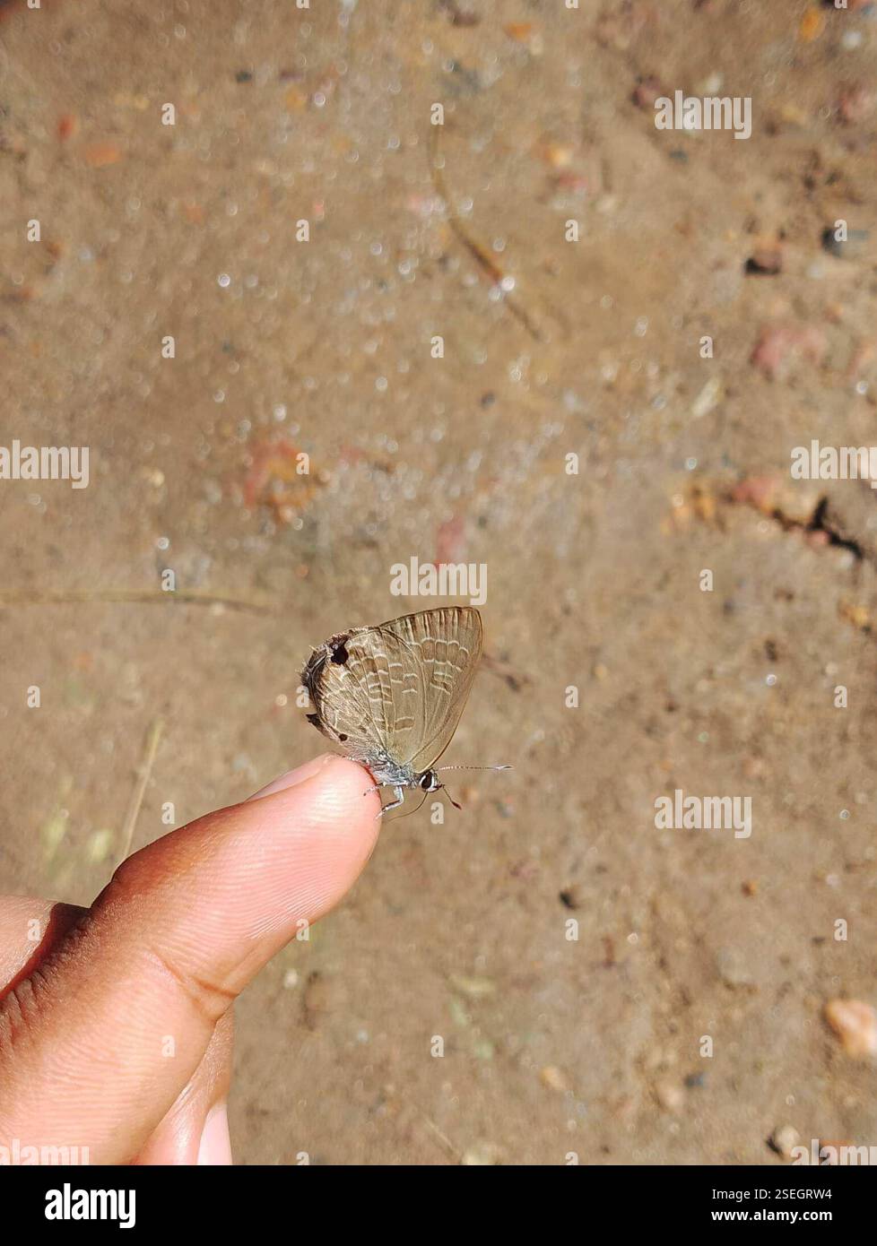 Common Ciliate Blue (Anthene emolus), Insecta, Hpa-An Stock Photo - Alamy