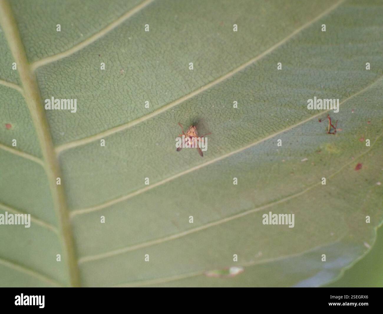 Paper Wasps (Polistinae), Insecta, Cooktown QLD 4895, Australia Stock ...
