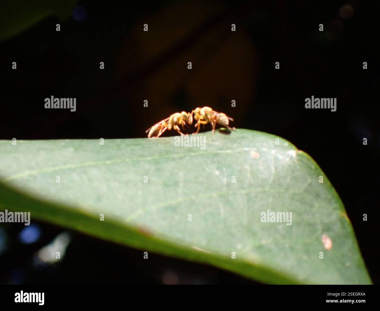 Paper Wasps (Polistinae), Insecta, Cooktown QLD 4895, Australia Stock ...