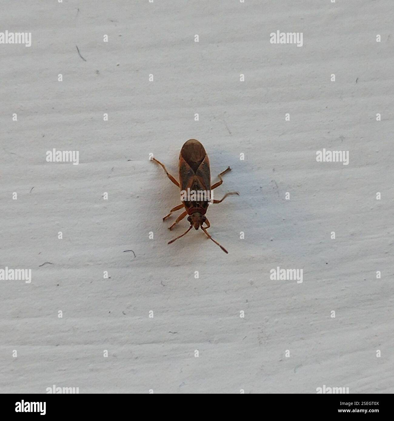plane groundbug (Arocatus longiceps), Insecta, 1756 Sofia, Bulgaria ...