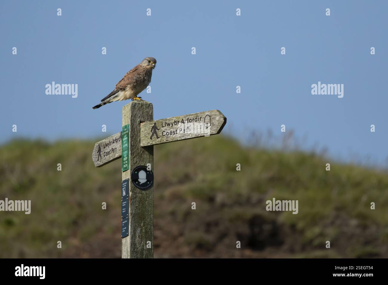 Common kestrel falcon (Falco tinnunculus) adult bird of prey on a ...