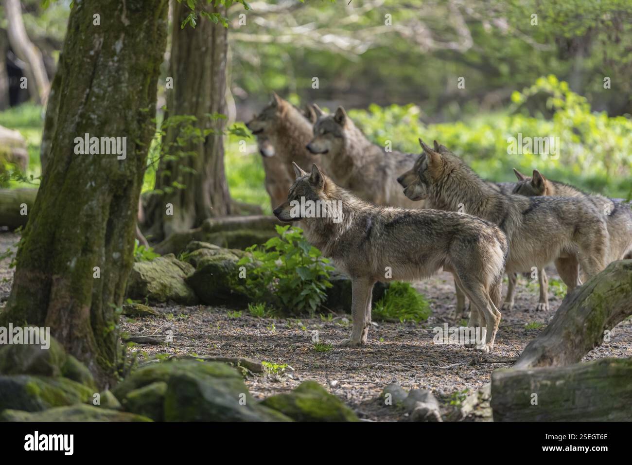 Group of seven eurasian gray wolves (Canis lupus lupus) walking on a ...