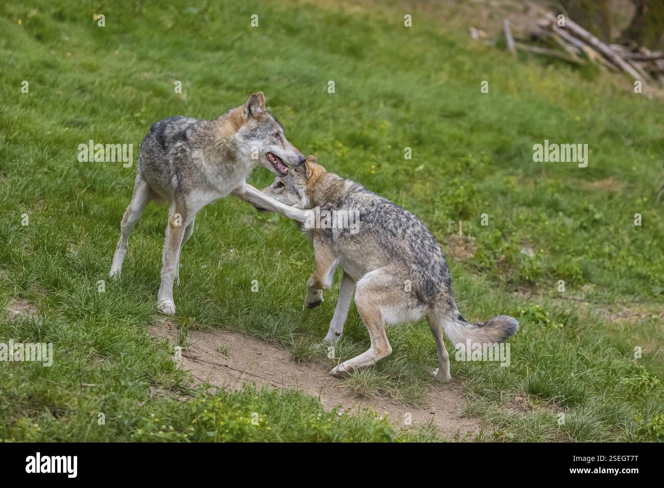 Two adult male eurasian gray wolves (Canis lupus lupus), social behaviour, dominance Stock Photo ...