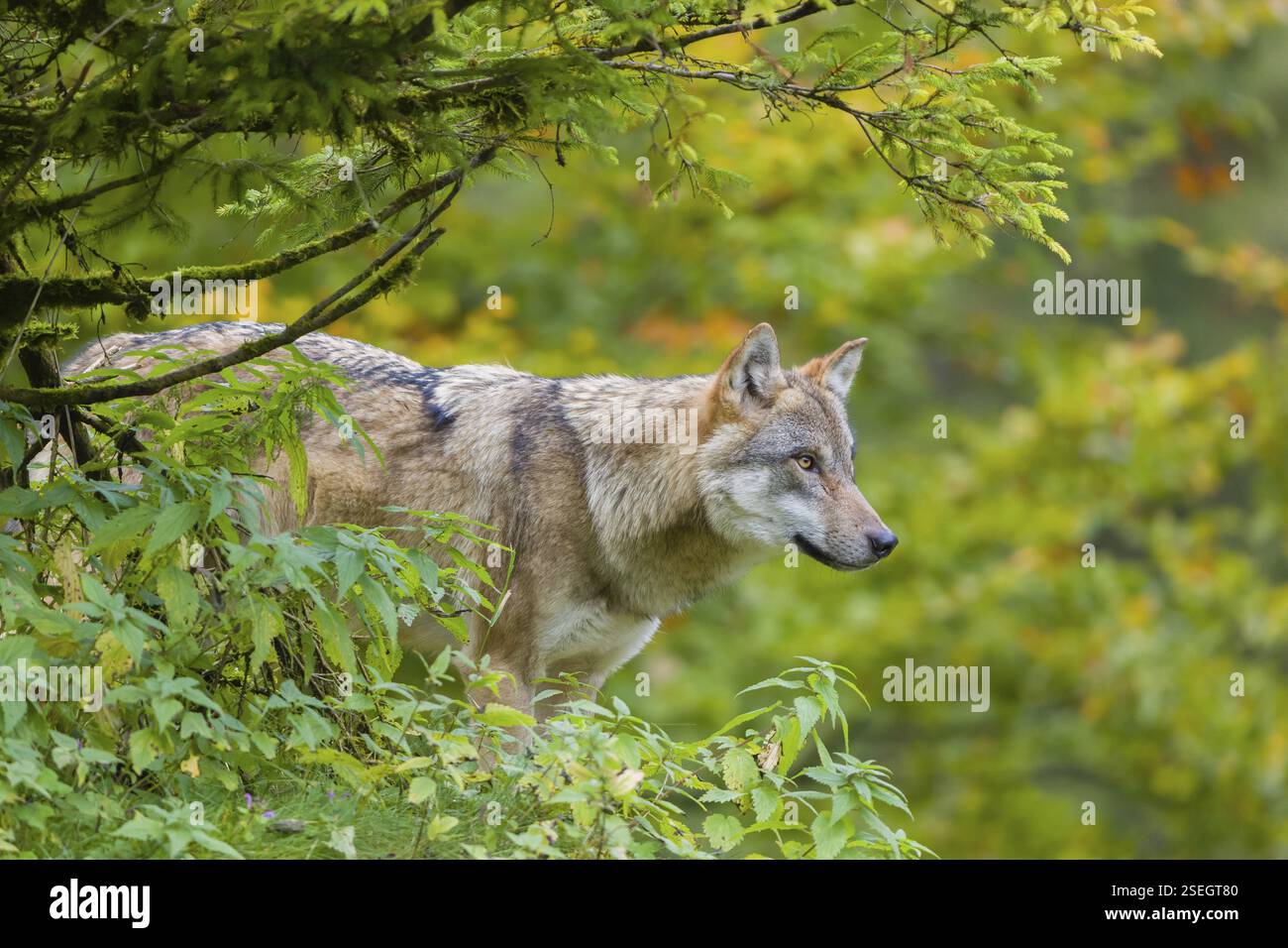 One eurasian gray wolf (Canis lupus lupus) stands on a hill, observing ...