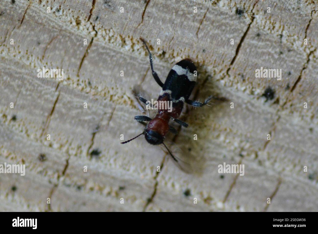 European Red-bellied Clerid (Thanasimus formicarius), Insecta, 5072 ...