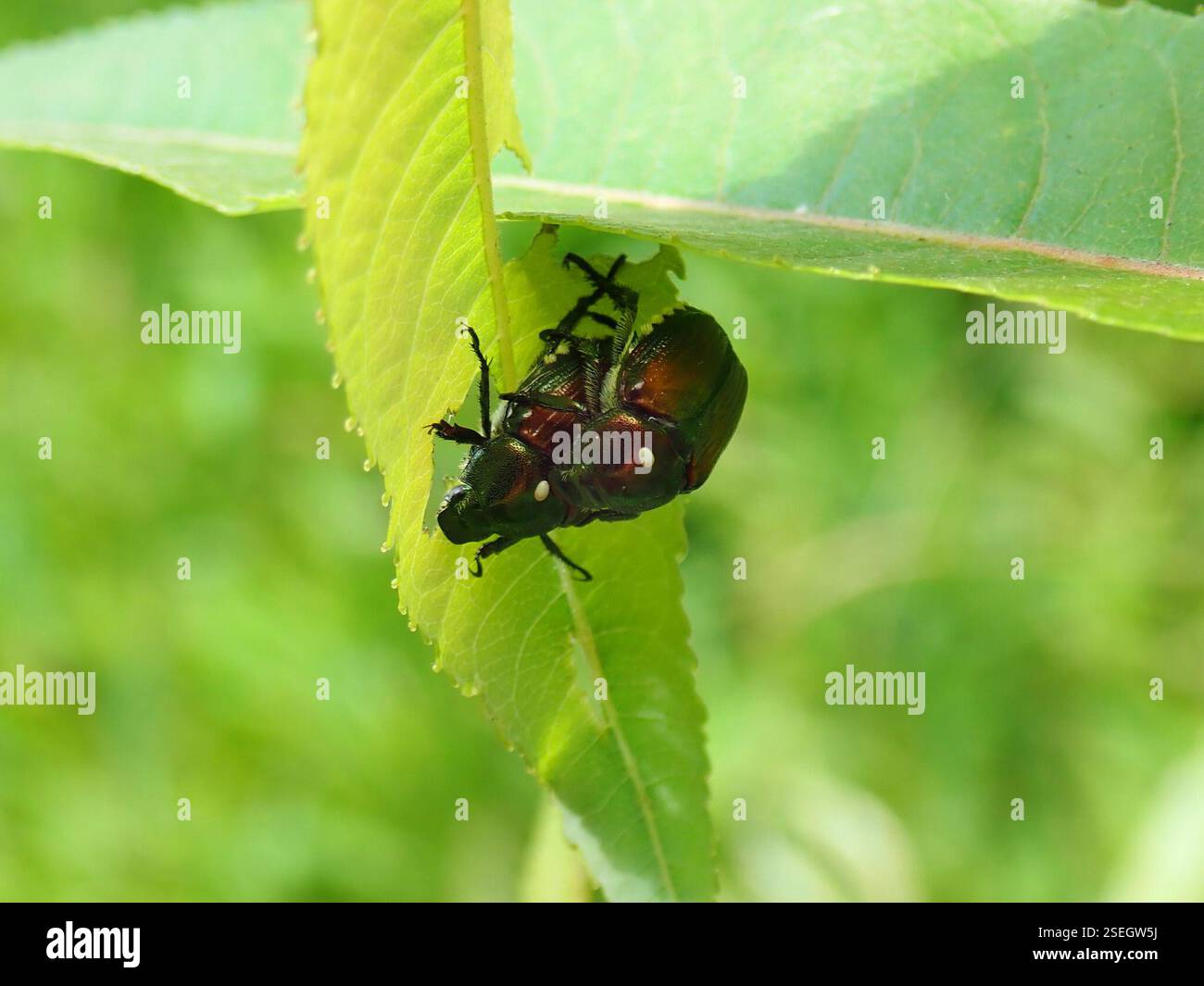 Winsome Fly (Istocheta aldrichi), Insecta, Pelham, MA, USA Stock Photo ...