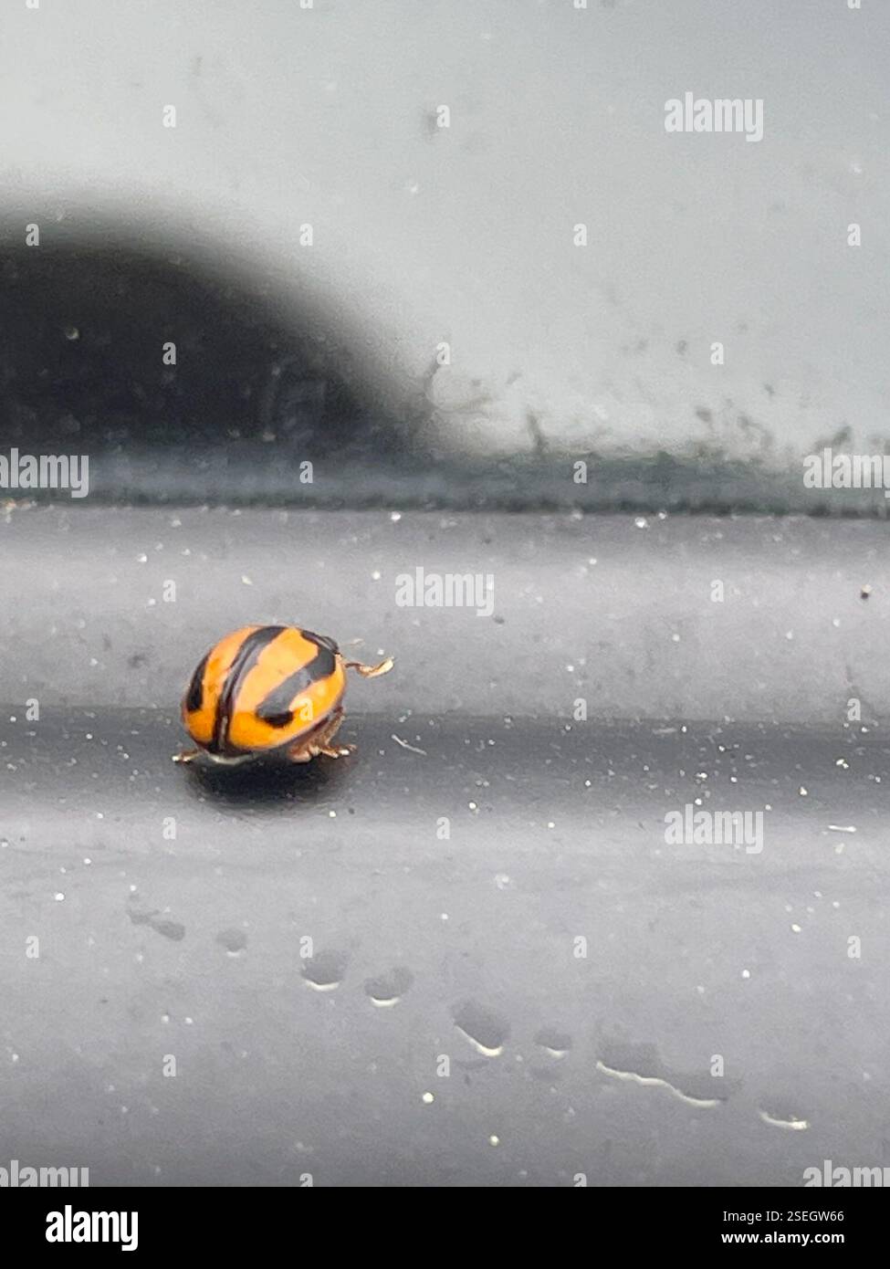 Striped Ladybird (Micraspis frenata), Insecta, Eccleston, NSW, AU Stock ...
