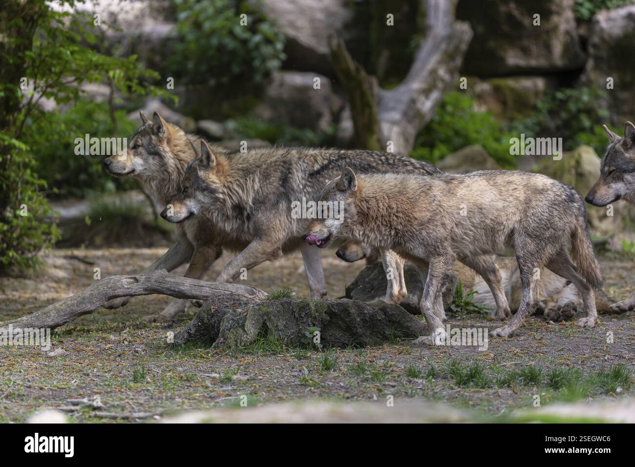 Group goes on trail in hi-res stock photography and images - Alamy