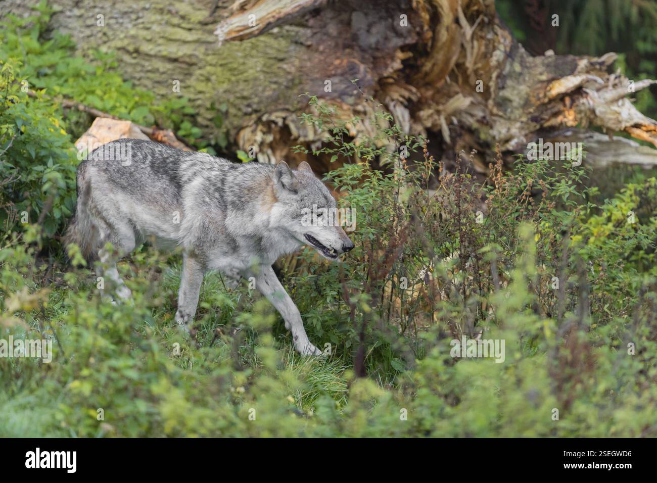 One eurasian gray wolf (Canis lupus lupus) runs over a green meadow in ...